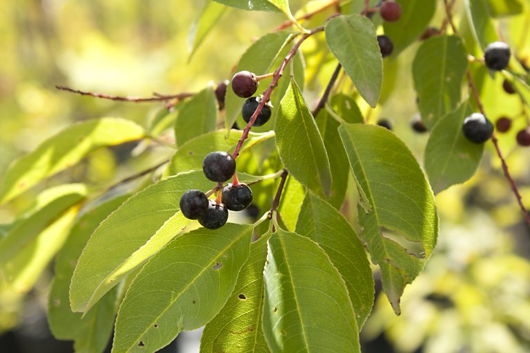 black cherry — Ontario Native Plant Nursery