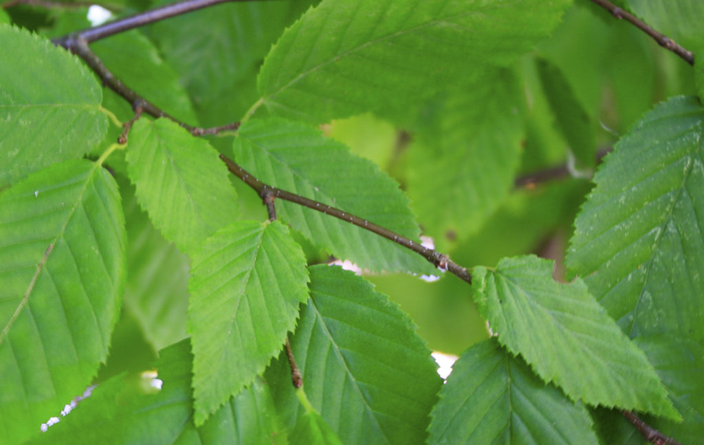 Blue beech — Ontario Native Plant Nursery