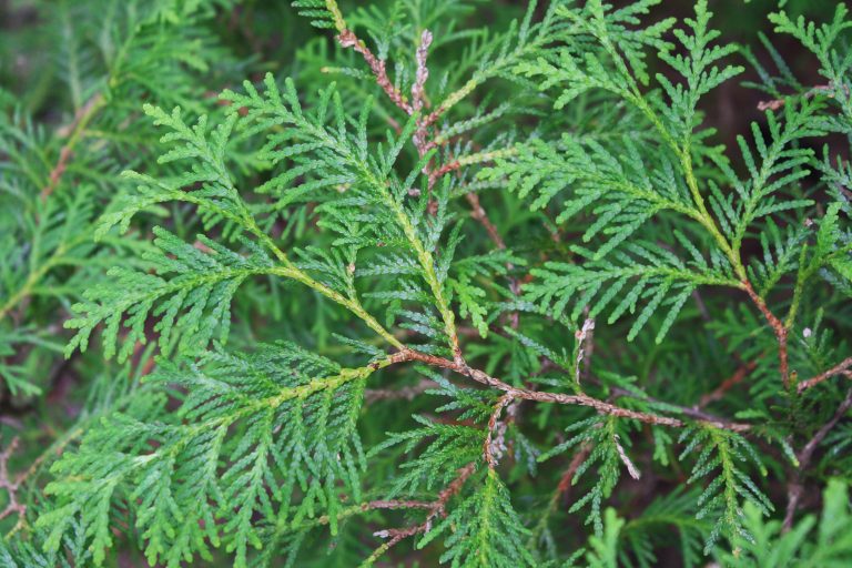 white cedar — Ontario Native Plant Nursery