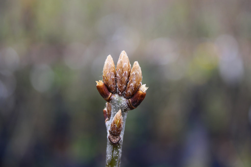 Black oak bud — Ontario Native Plant Nursery