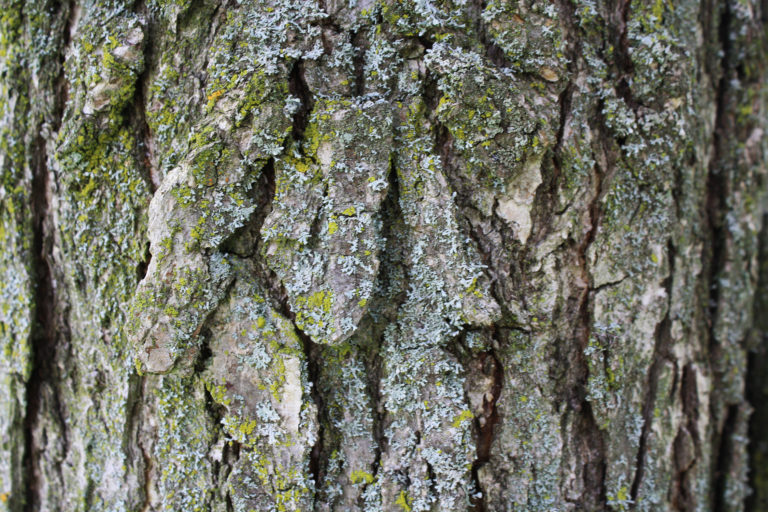 Bur Oak bark 1 — Ontario Native Plant Nursery