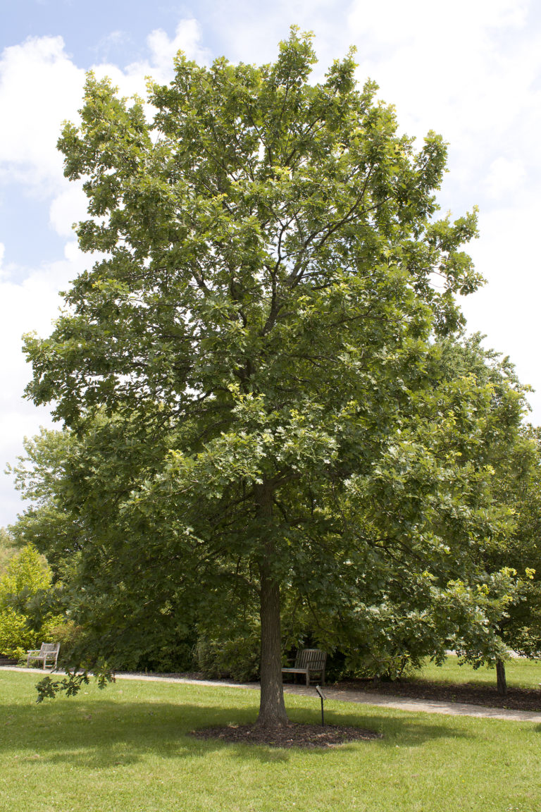 Bur Oak form — Ontario Native Plant Nursery