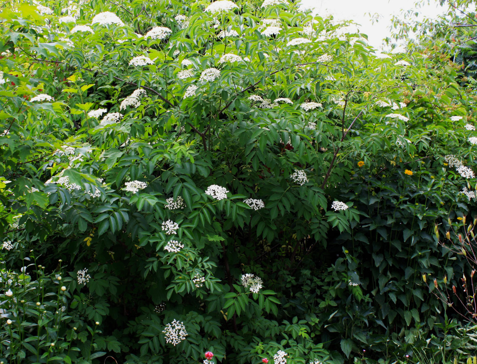 Common Elder form — Ontario Native Plant Nursery