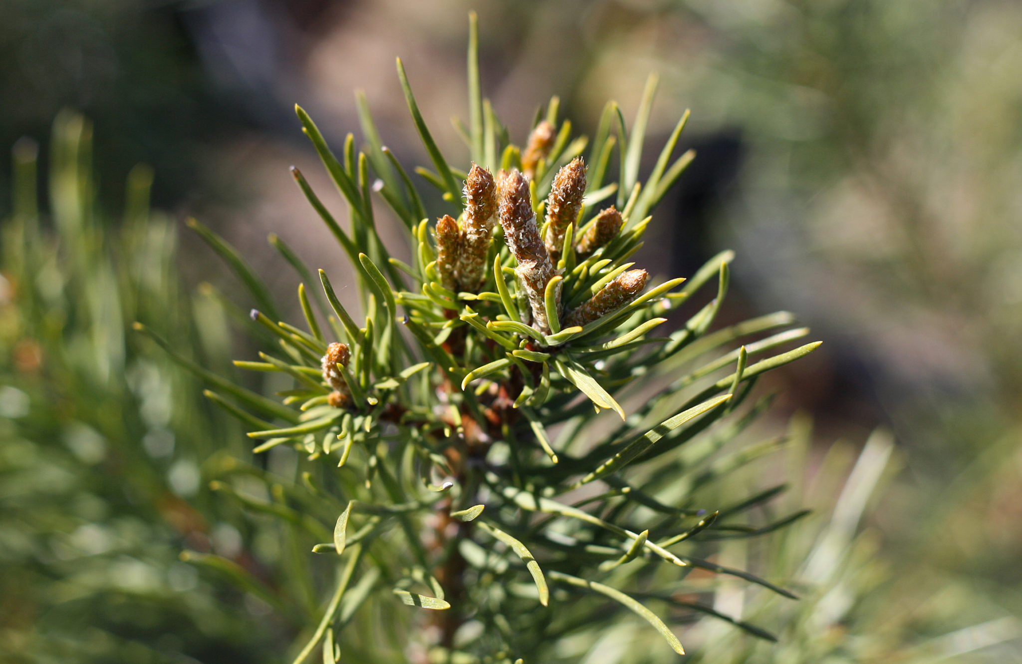 Jack pine 1 — Ontario Native Plant Nursery
