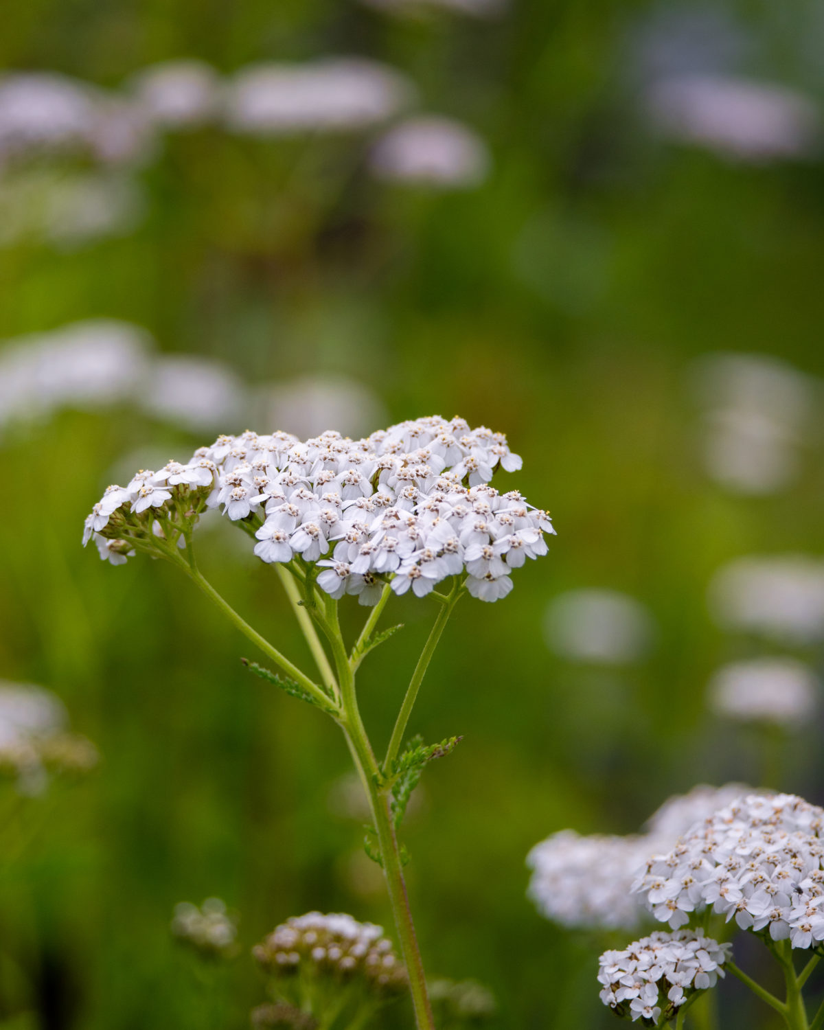 White Yarrow — Ontario Native Plant Nursery