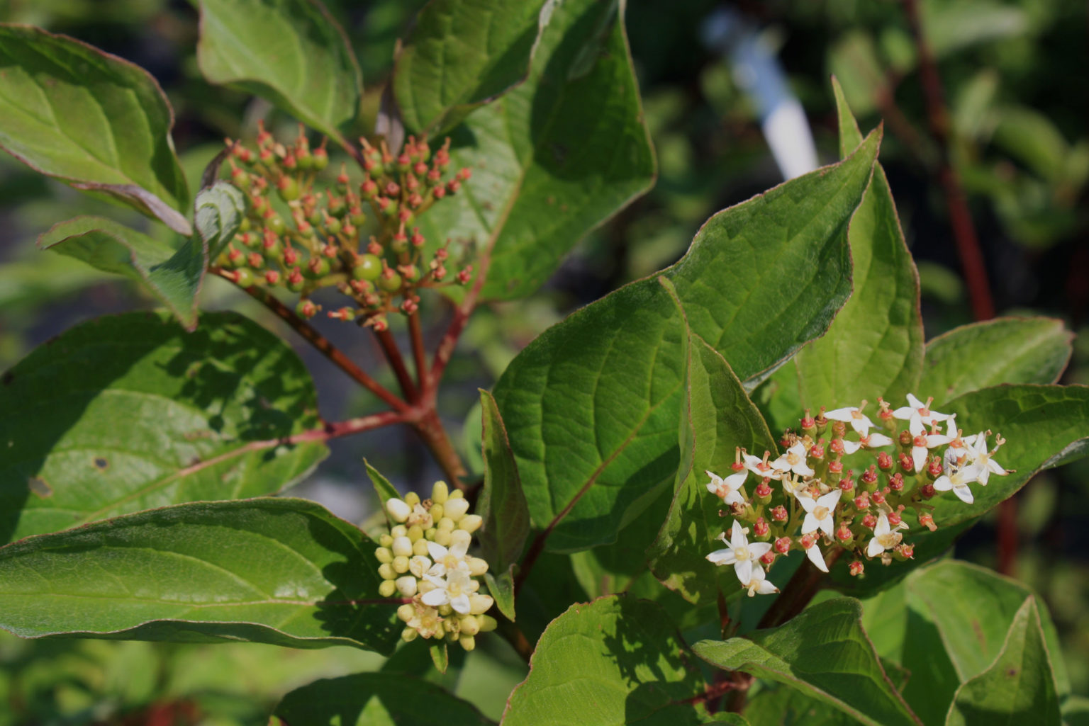 Red Osier Dogwood flw leaf — Ontario Native Plant Nursery