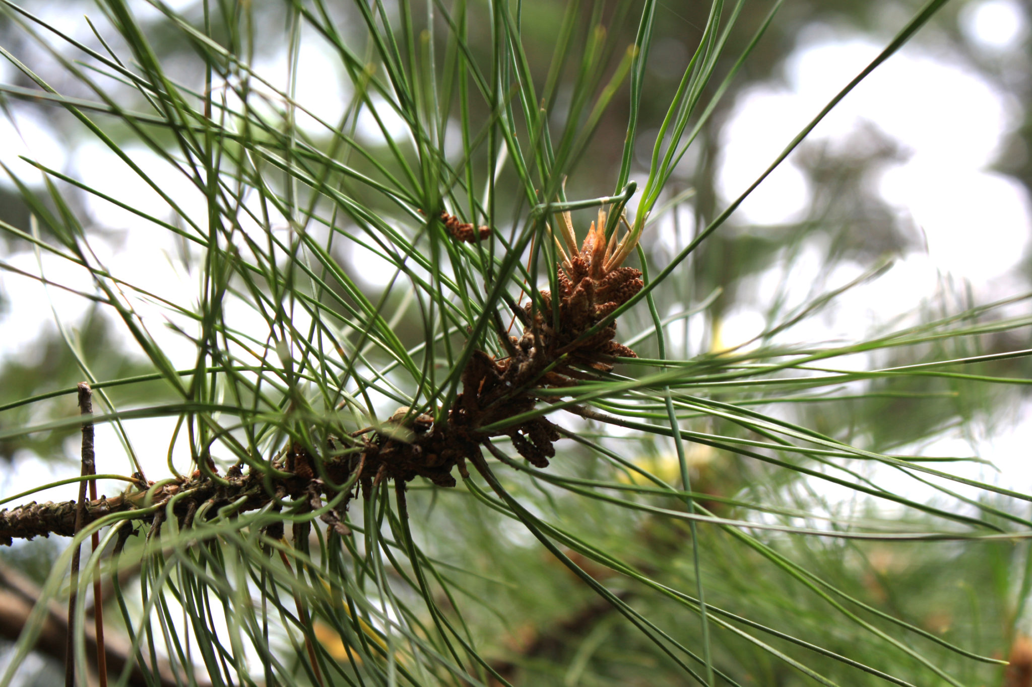 Red Pine Needles3 Ontario Native Plant Nursery Container Grown Red Pine Needles3 Ontario Native Plant Nursery Container Grown