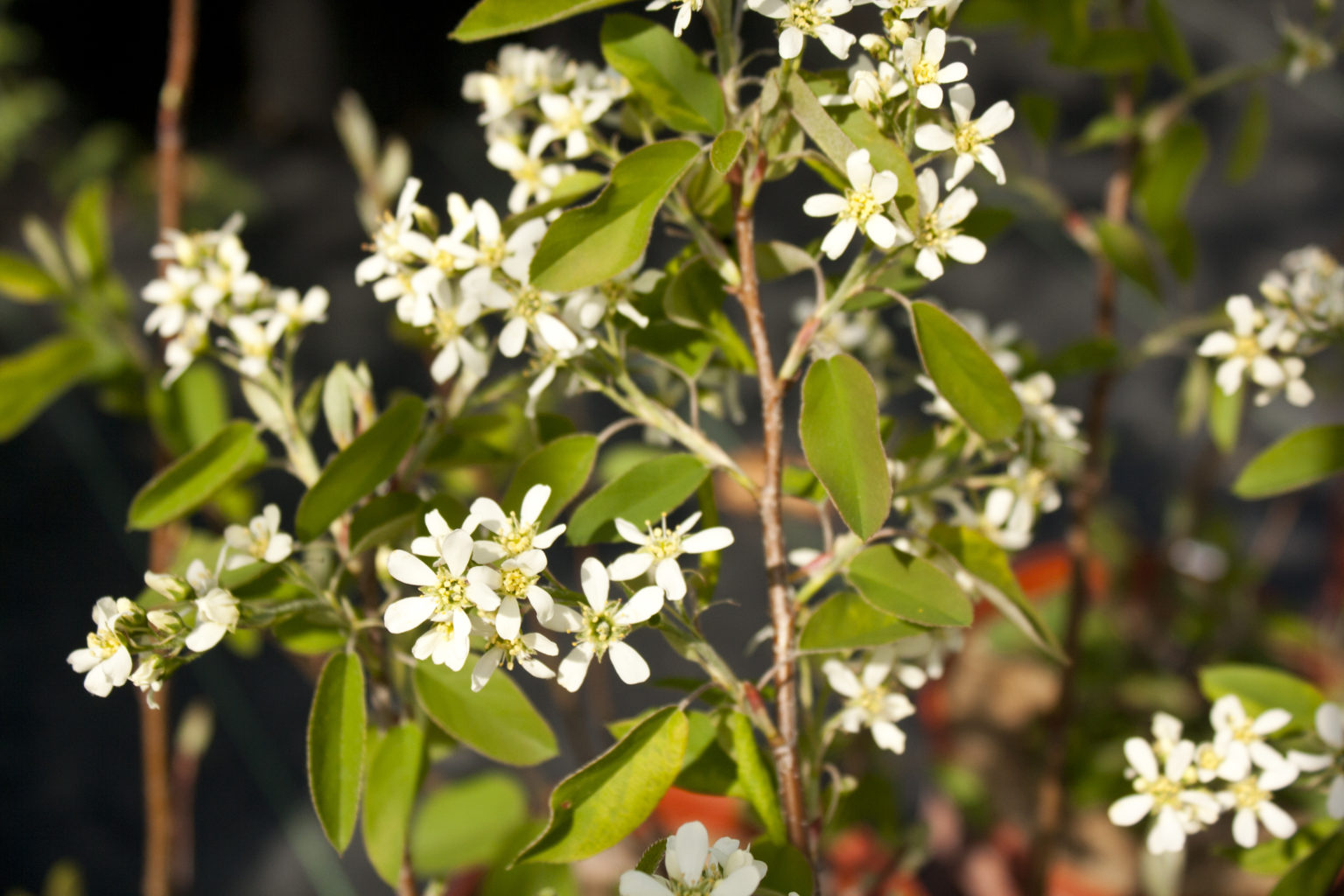 Running Serviceberry flw 3 — Ontario Native Plant Nursery