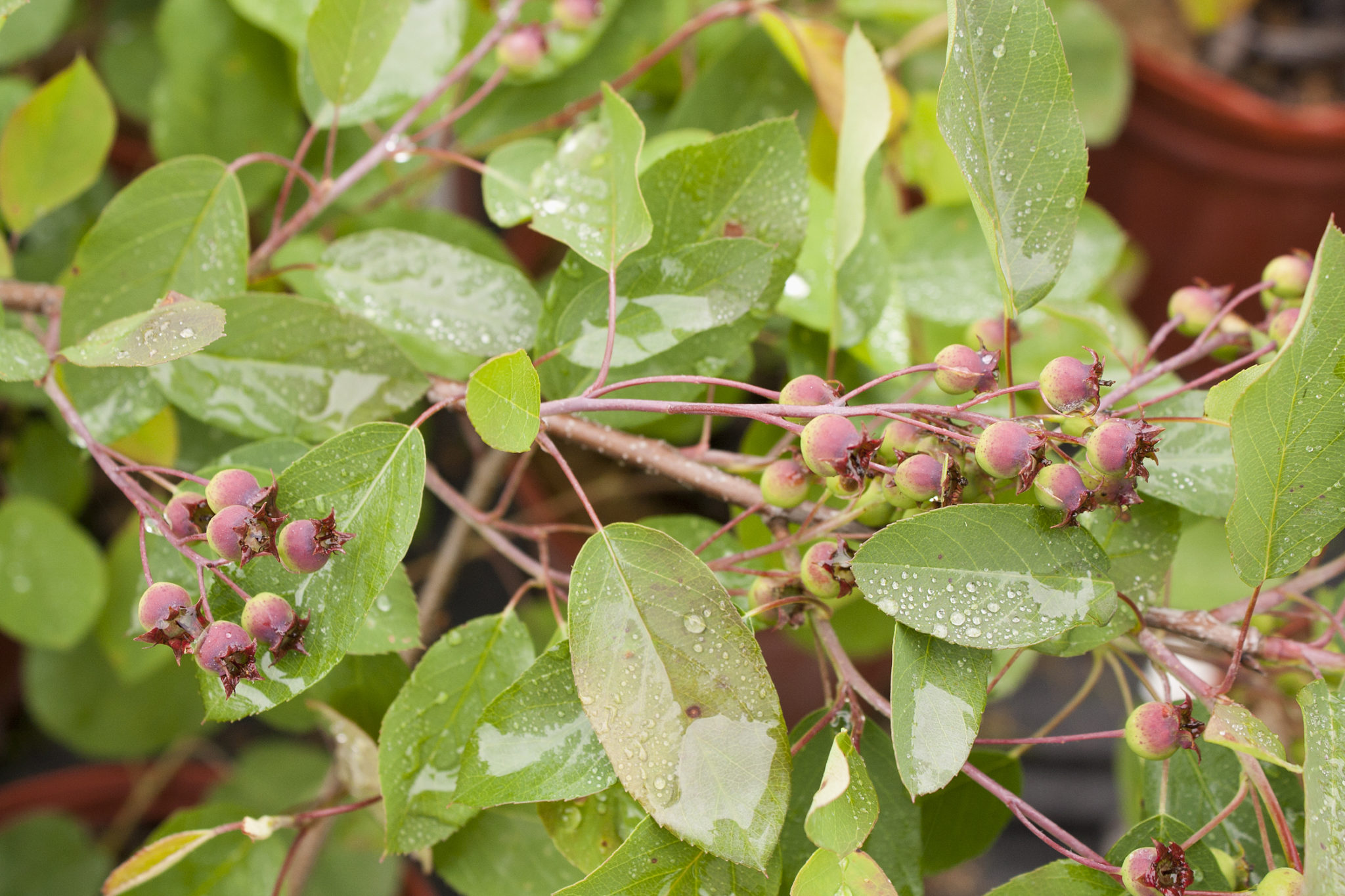 Running Serviceberry fruit 3 — Ontario Native Plant Nursery