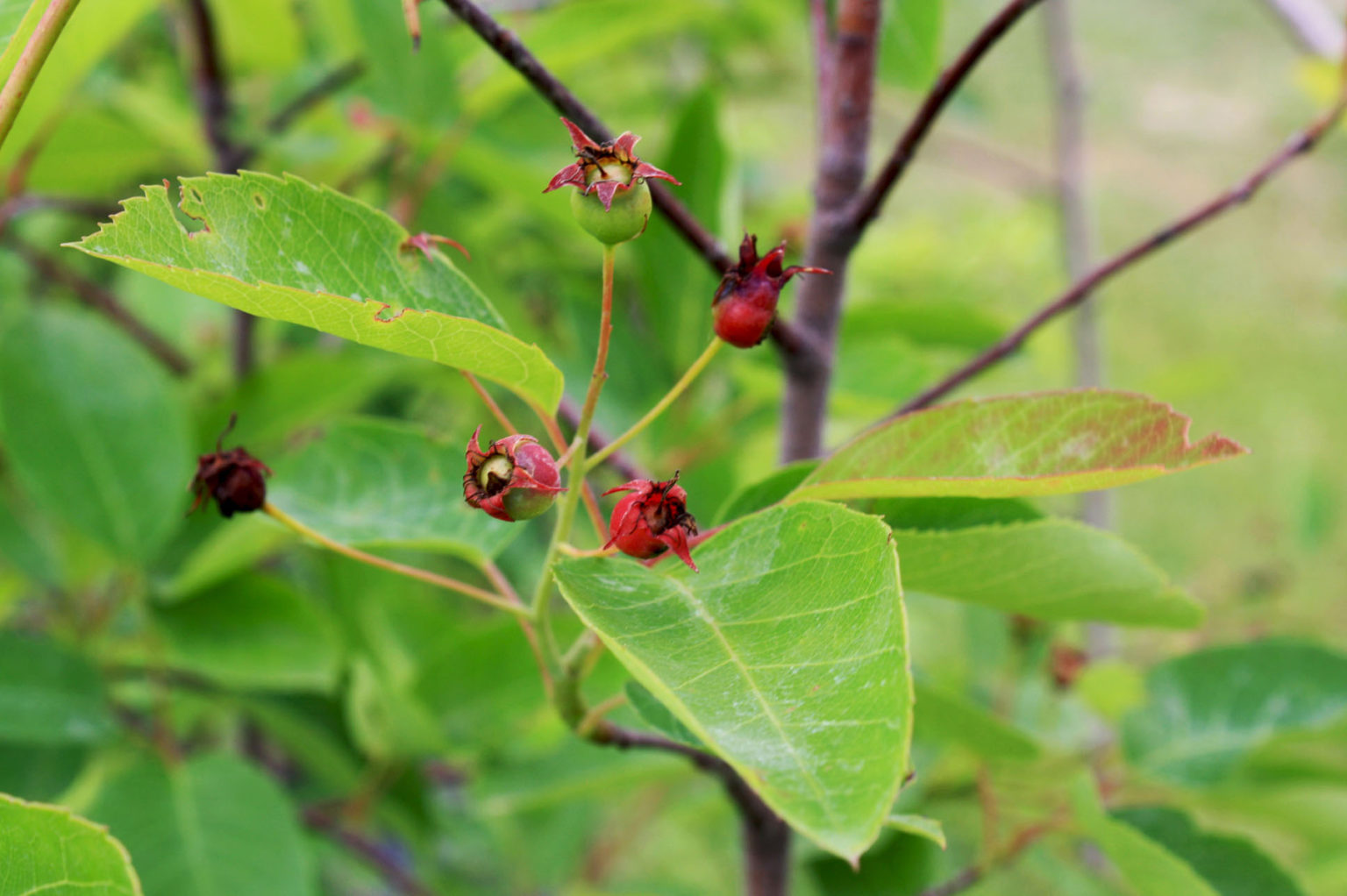 Smooth Serviceberry berry — Ontario Native Plant Nursery