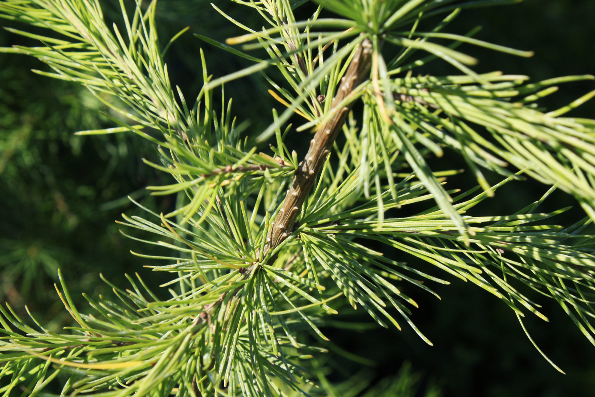 Tamarack branch needles 2 — Ontario Native Plant Nursery