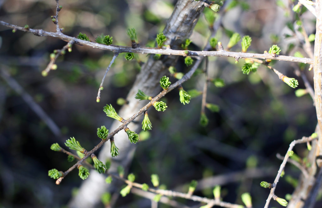 Tamarack buds — Ontario Native Plant Nursery