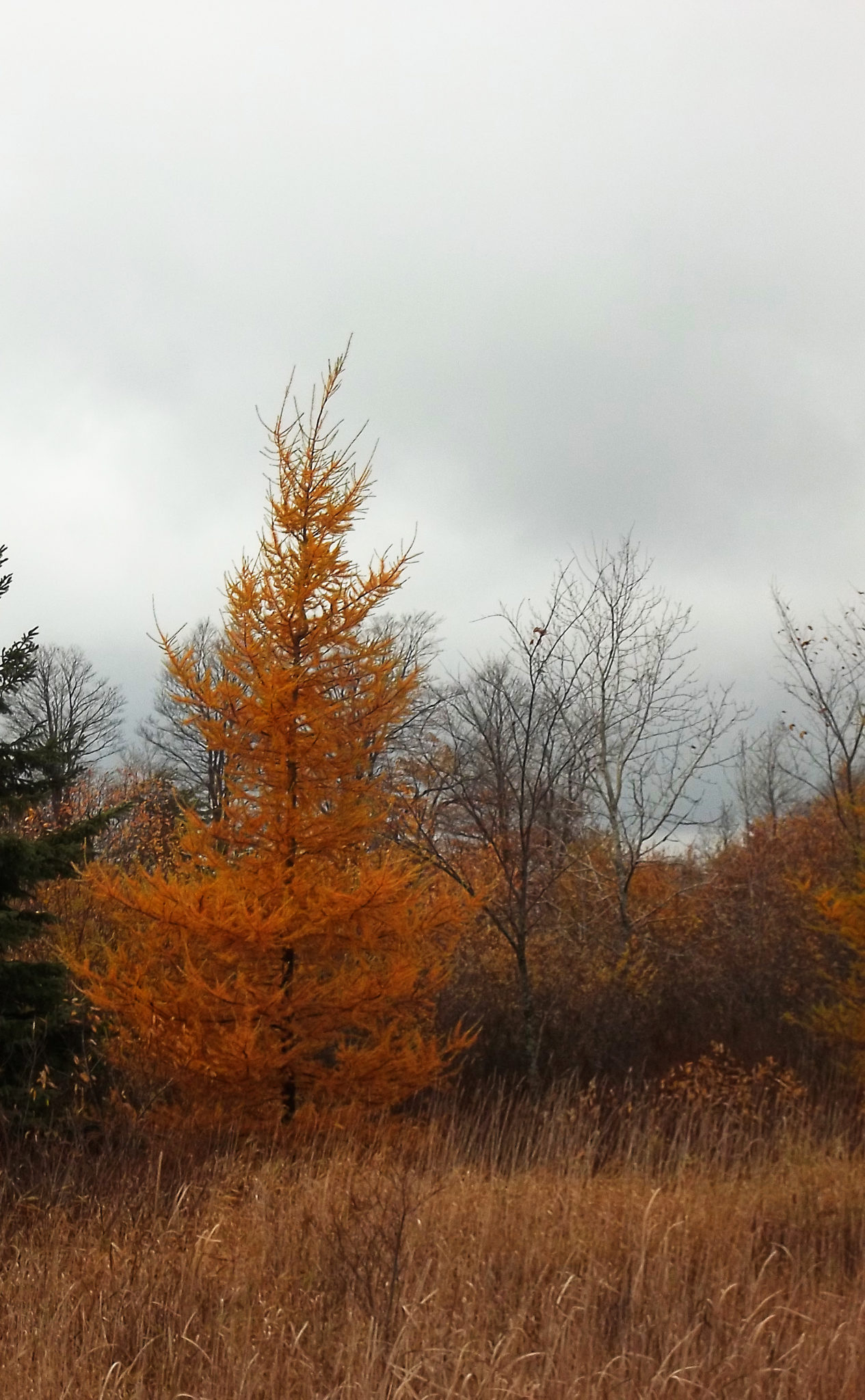 larch fall colour — Ontario Native Plant Nursery