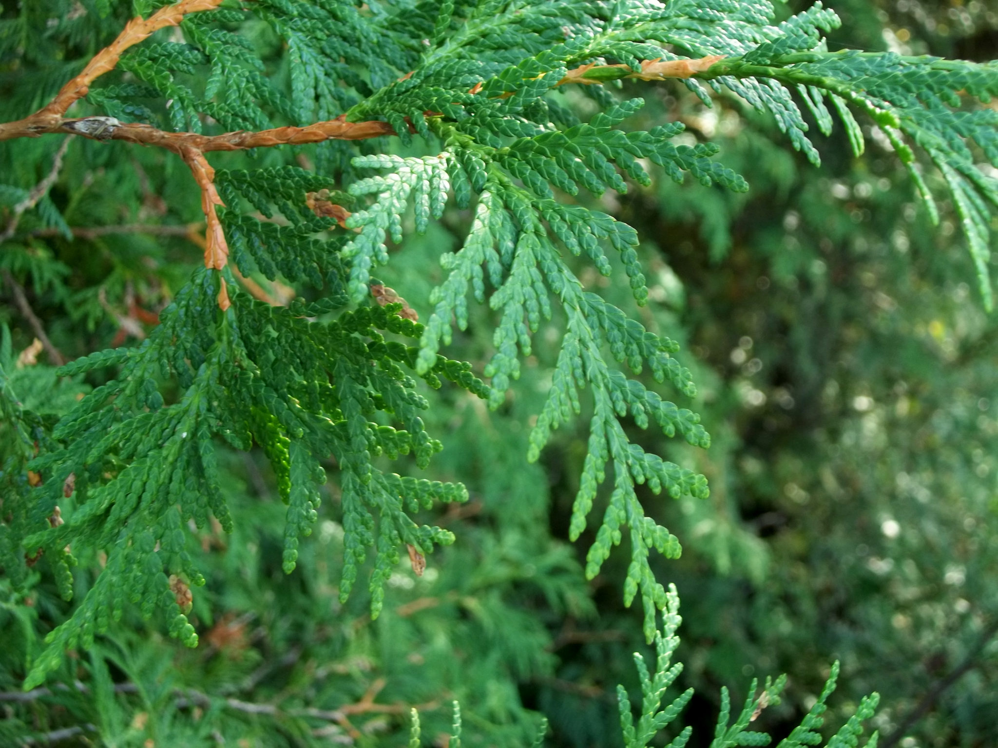 white cedar needle type thing — Ontario Native Plant Nursery