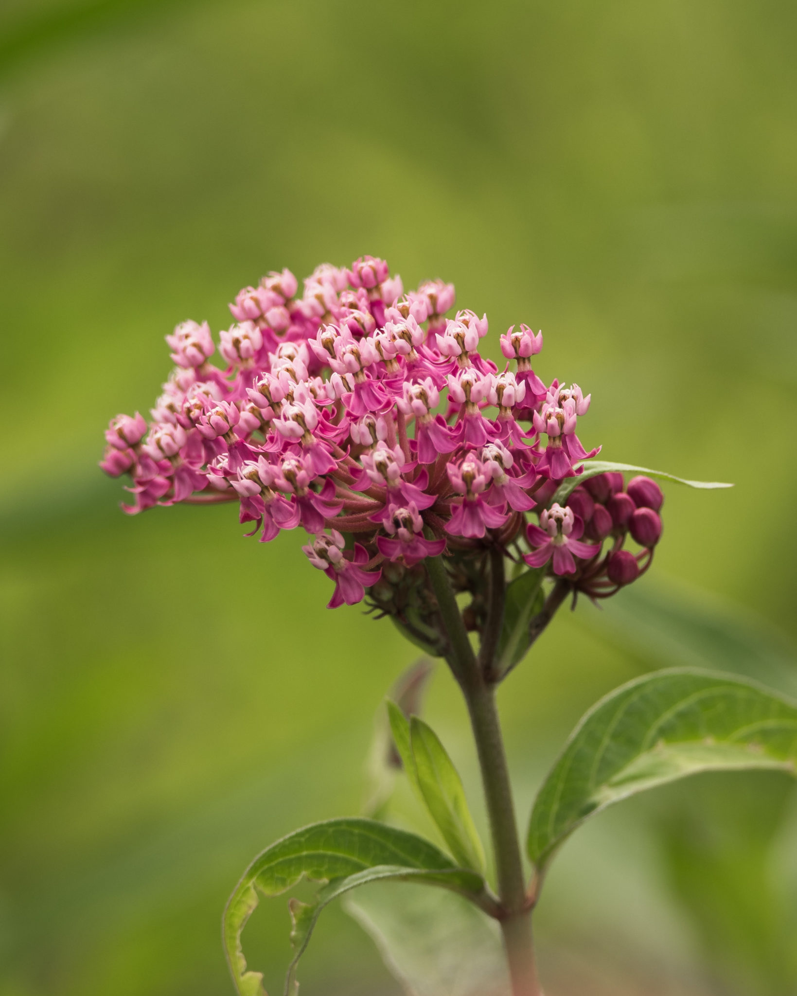 Native Perennial Gallery — Ontario Native Plant Nursery