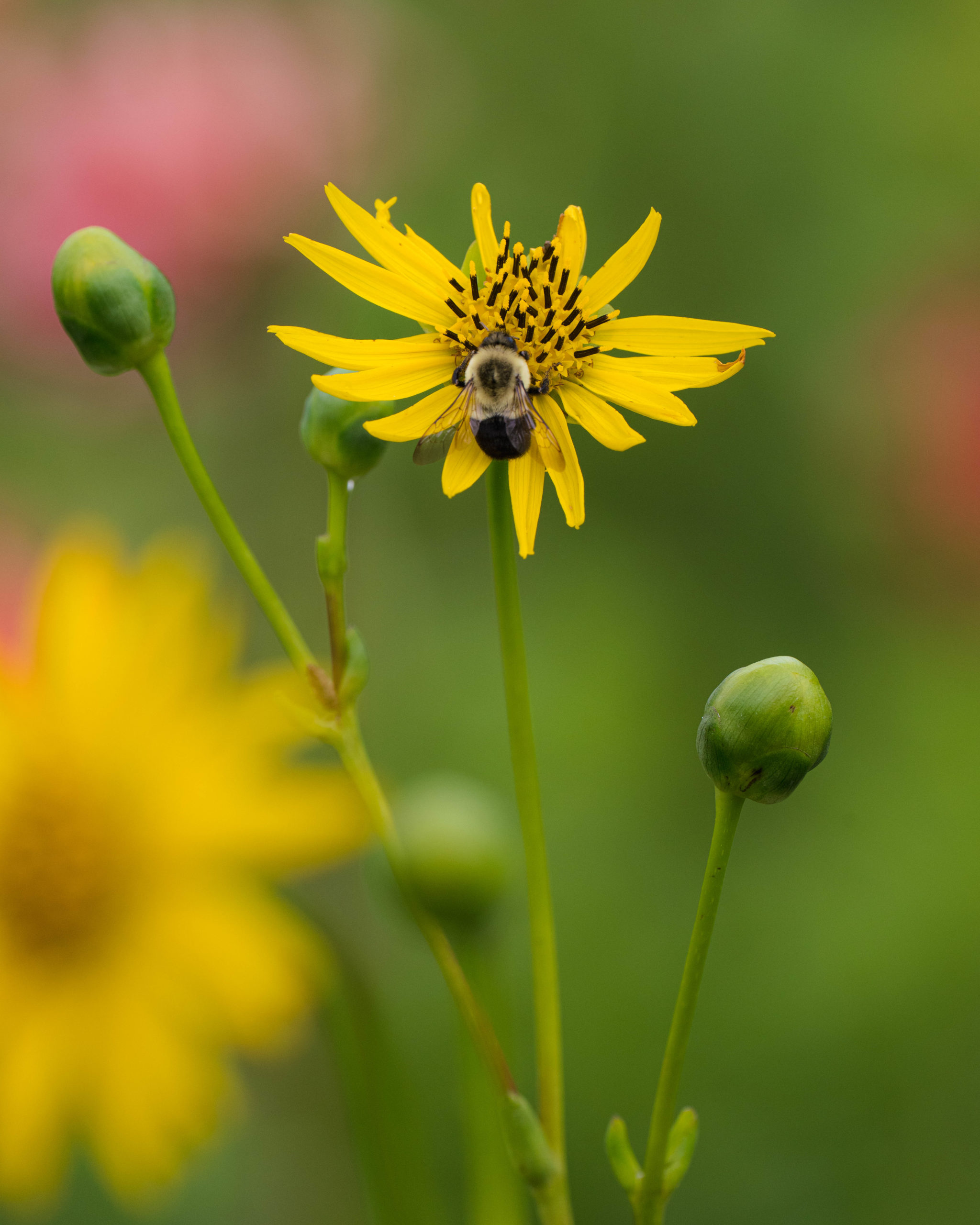 Late Summer Blooming Native Plants Ontario — Ontario Native Plant Nursery