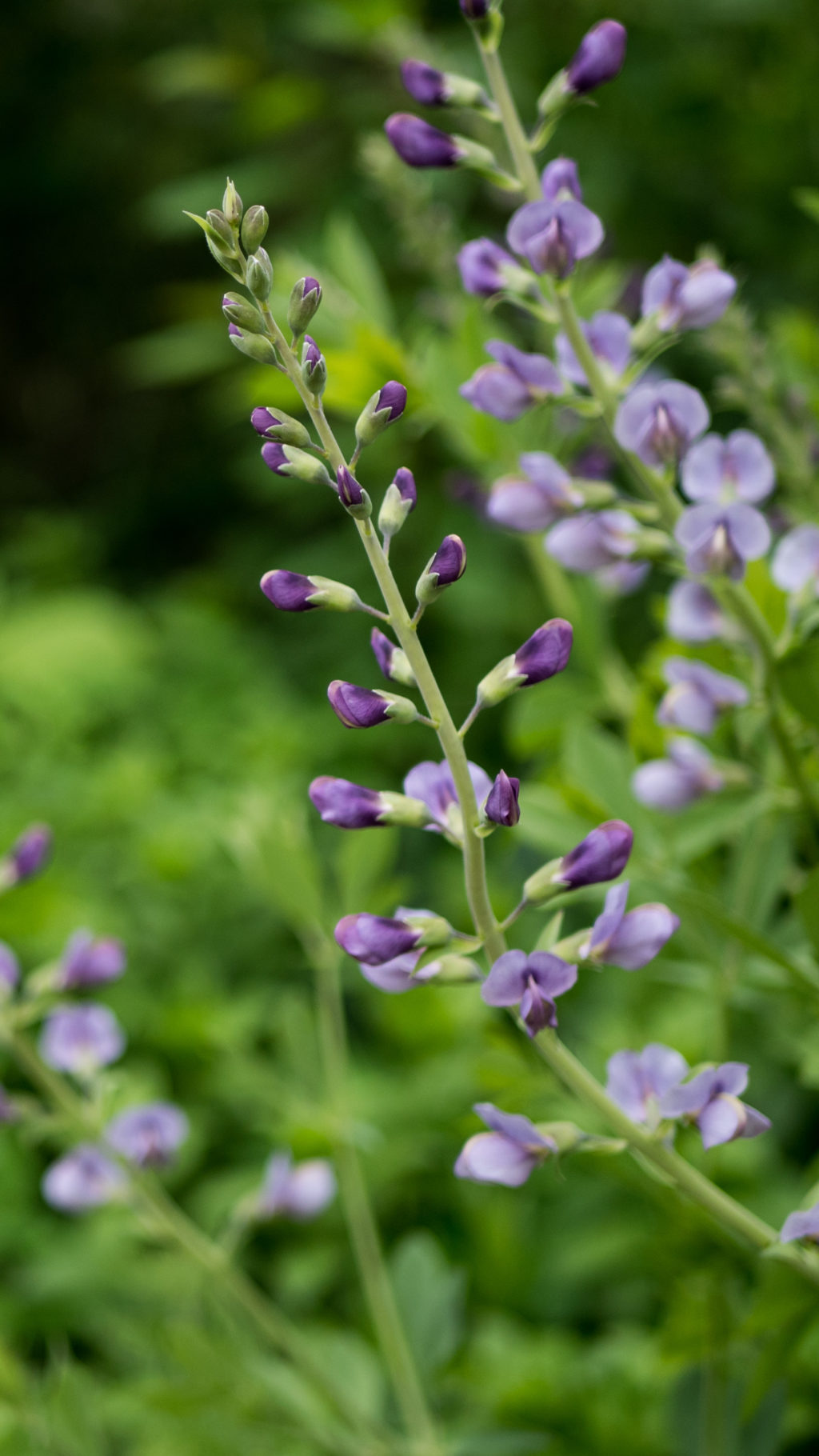 False Blue Indigo (Baptisia australis) — Ontario Native Plant Nursery