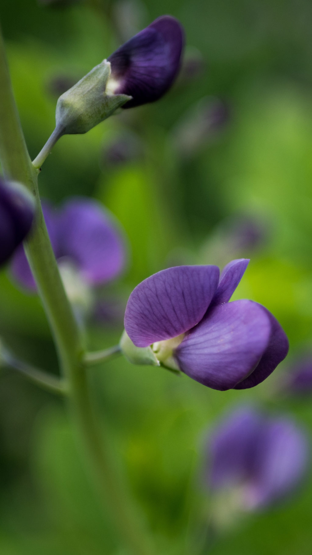 False Blue Indigo (Baptisia australis) — Ontario Native Plant Nursery