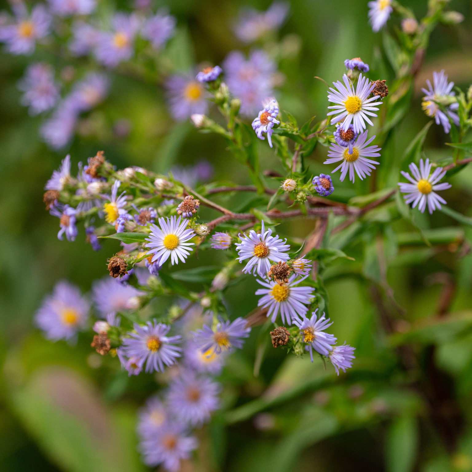 Aster Fall Blooming Native Perennials — Ontario Native Plant Nursery