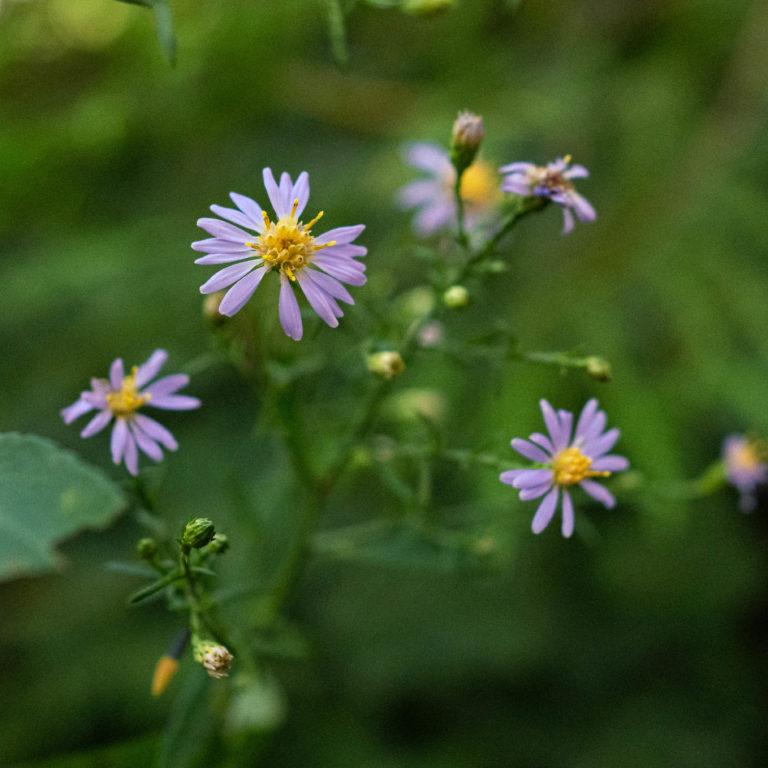 Aster Fall Blooming Native Perennials — Ontario Native Plant Nursery