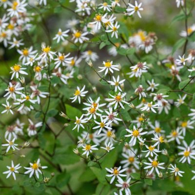 Aster Fall Blooming Native Perennials — Ontario Native Plant Nursery