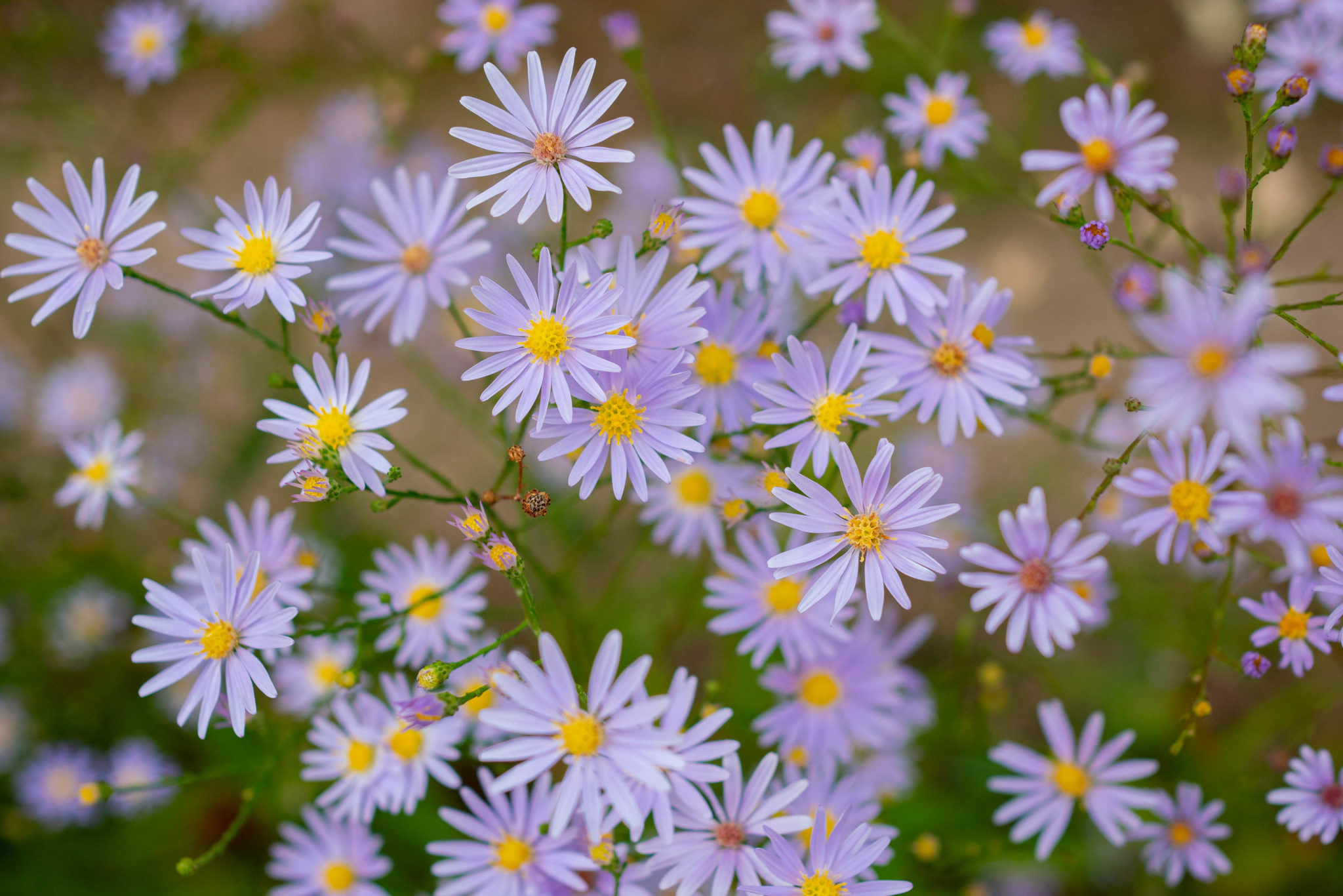 Aster Fall Blooming Native Perennials — Ontario Native Plant Nursery