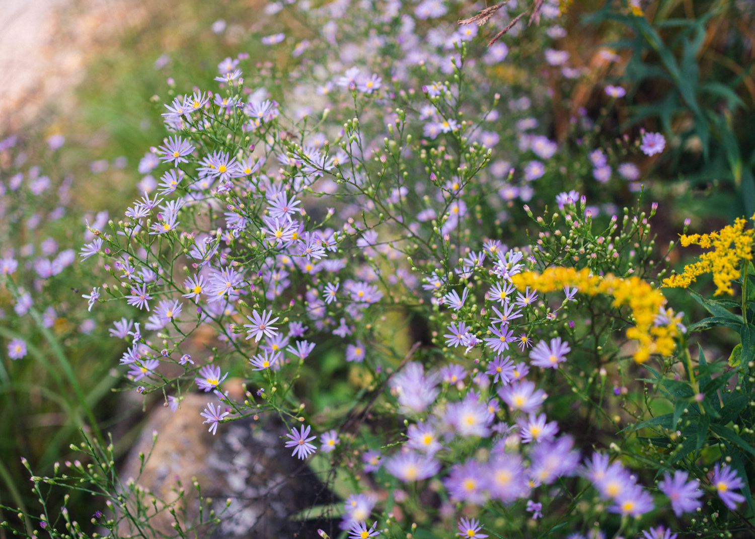 Aster Fall Blooming Native Perennials — Ontario Native Plant Nursery