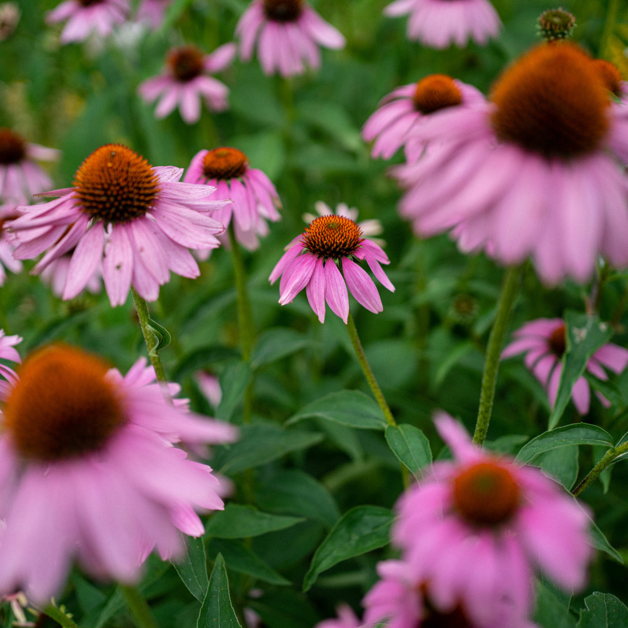 Five native perennials that thrive in medium or average soil conditions ...