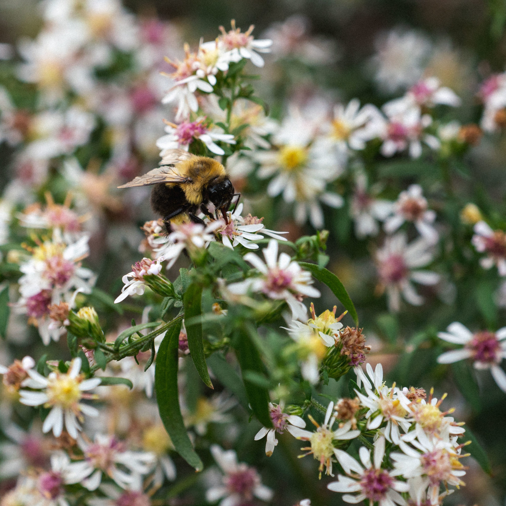 Aster Fall Blooming Native Perennials — Ontario Native Plant Nursery
